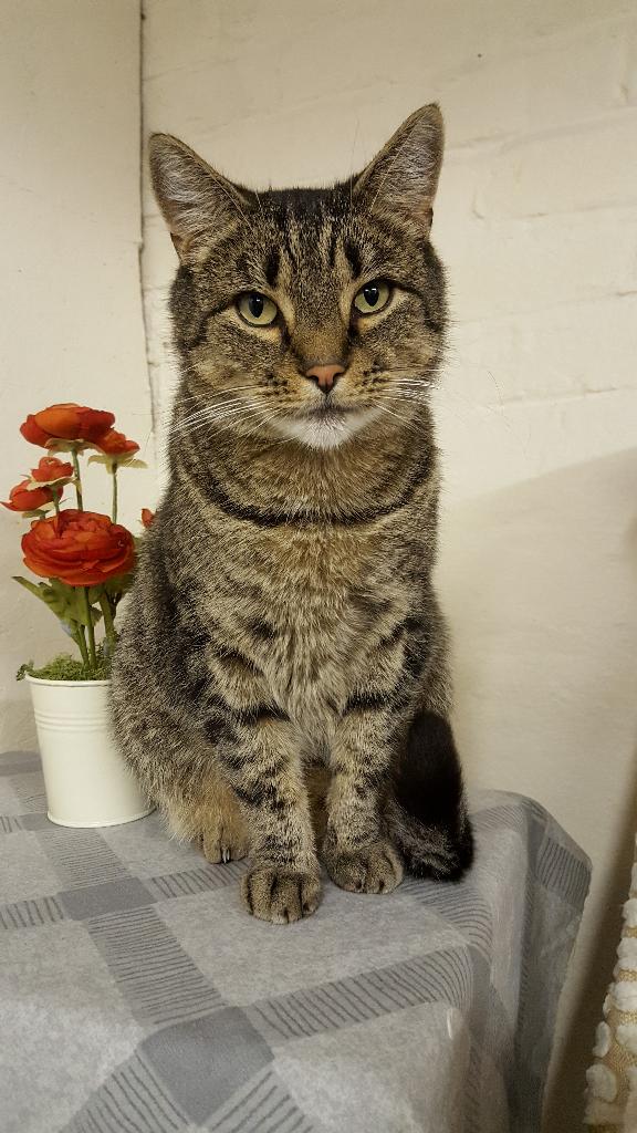 Millstream Animal Shelter - Our Cats