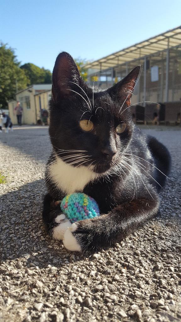 Millstream Animal Shelter - Our Cats