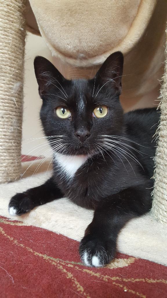 Millstream Animal Shelter - Our Cats