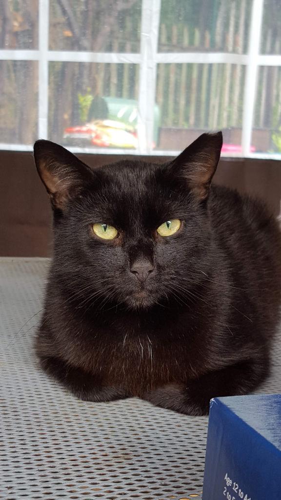 Millstream Animal Shelter - Our Cats