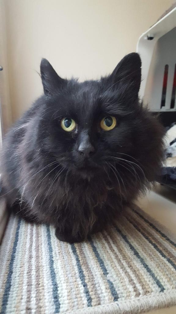 Millstream Animal Shelter - Our Cats