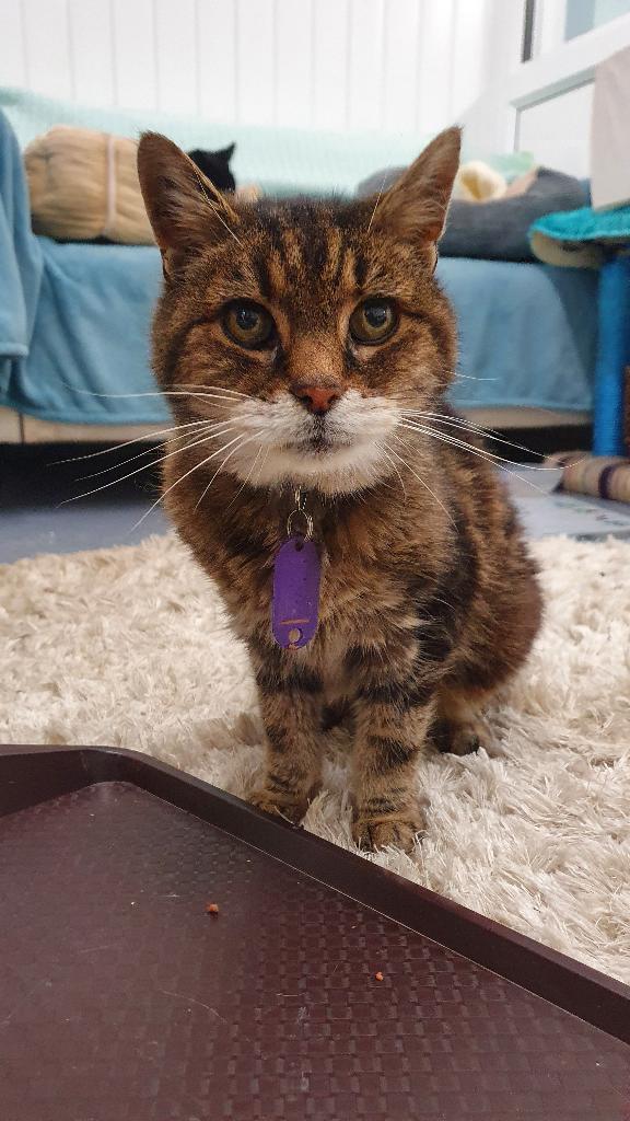 Millstream Animal Shelter - Our Cats