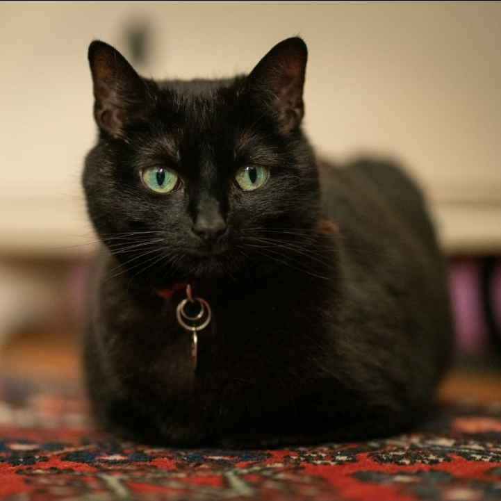 Millstream Animal Shelter - Home