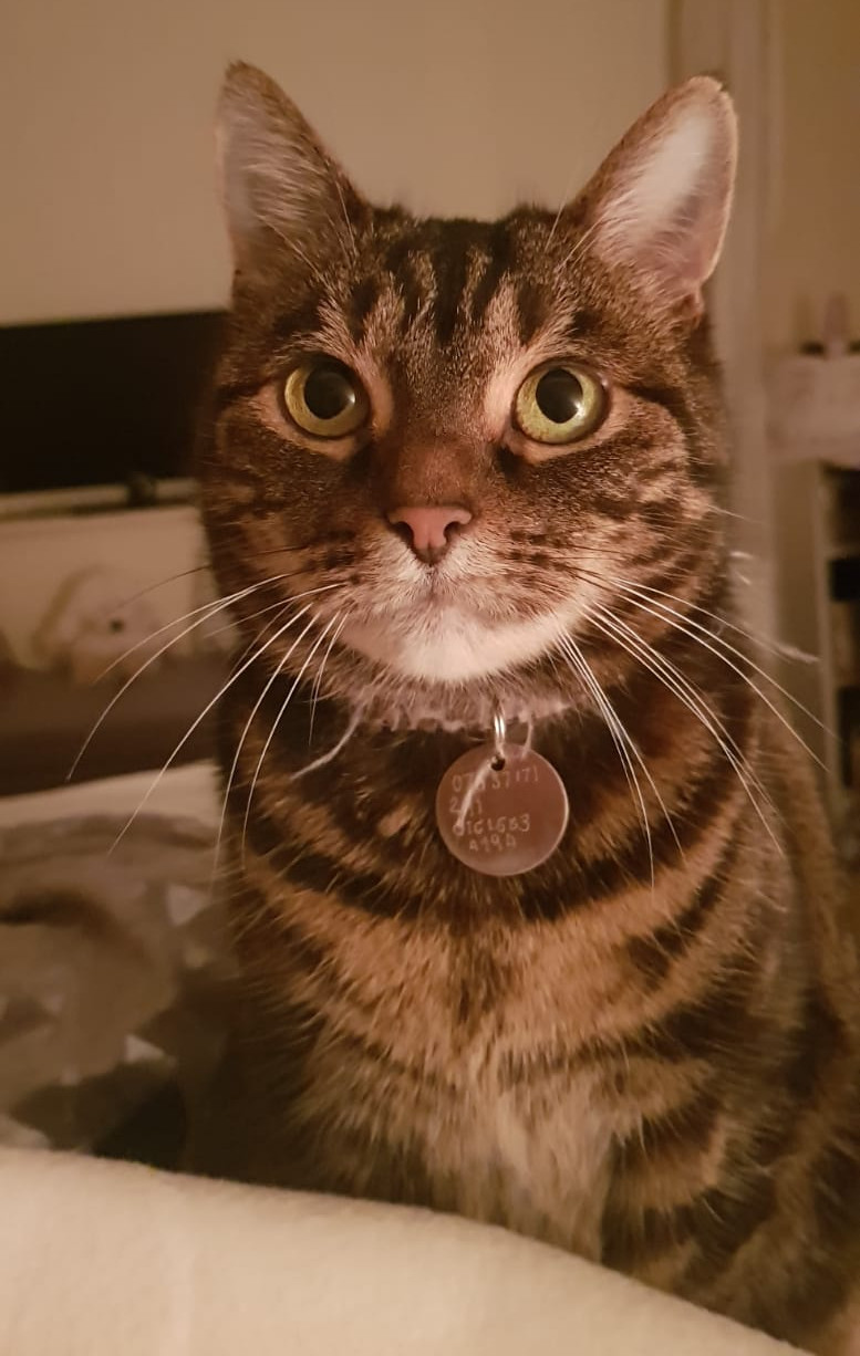 Millstream Animal Shelter - Home