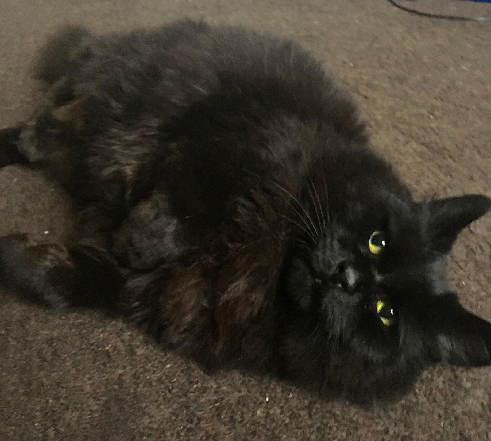 Millstream Animal Shelter - Home