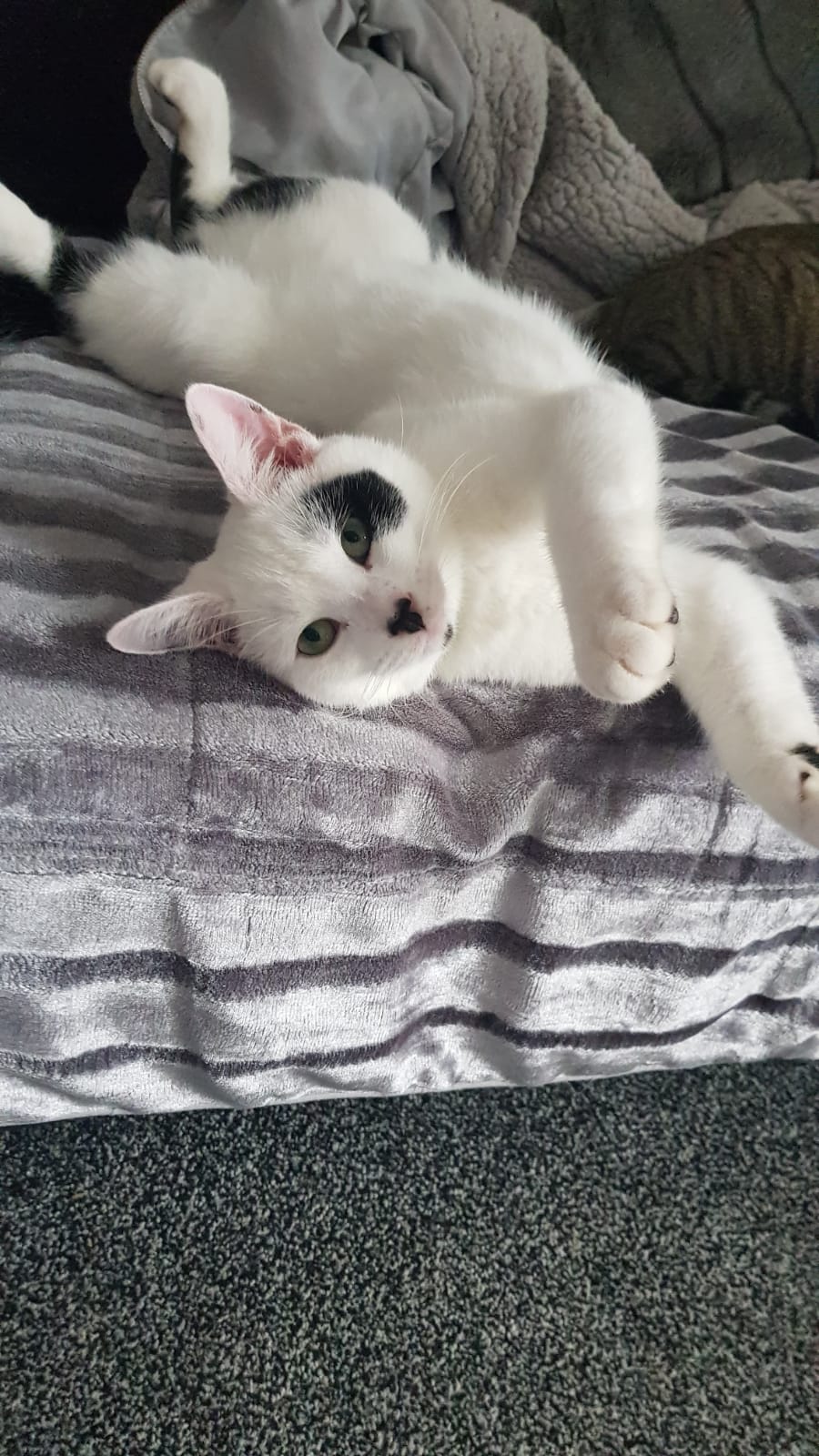 Millstream Animal Shelter - Home