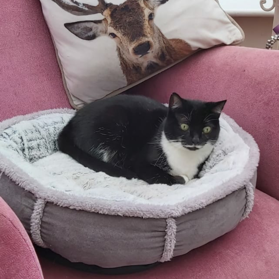 Millstream Animal Shelter - Home